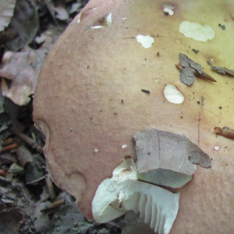 El mundo microscópico de los hongos: Russula faginea Romagn