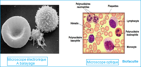 Les différents types des microscopes - Optique, Photonique ...