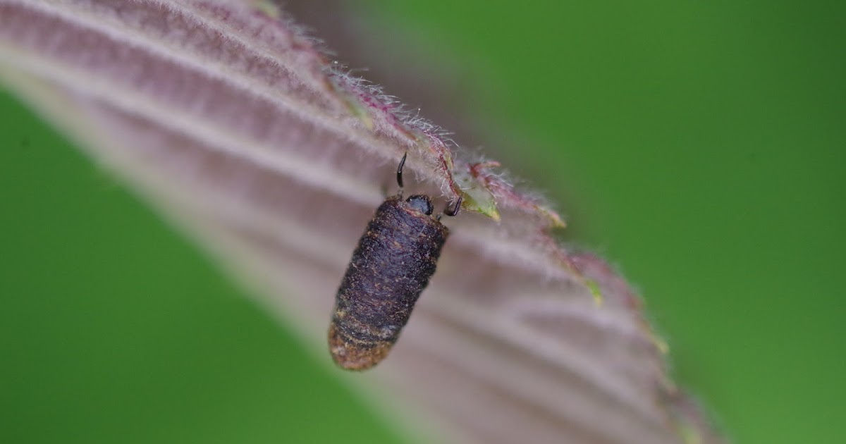 The Bugs in the Backyard: Tiny Aliens