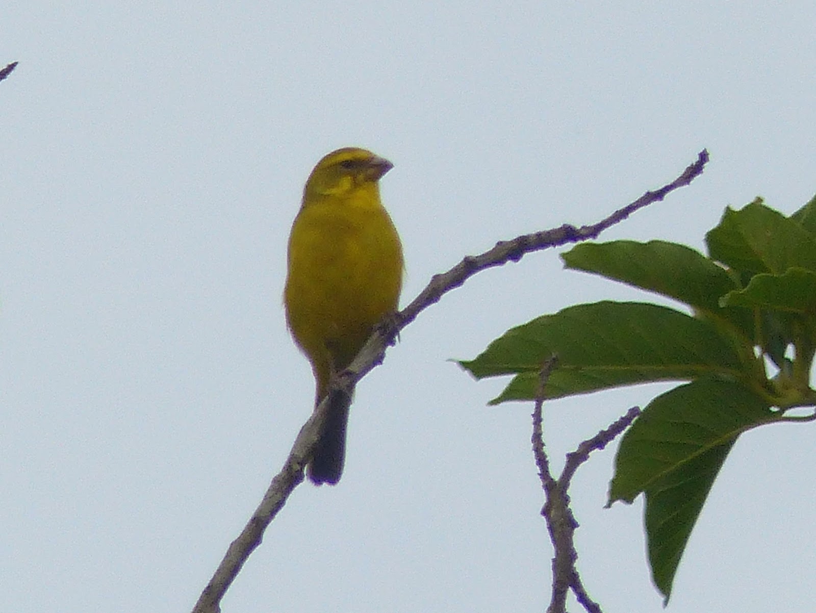 Birding For Pleasure: Malawian Birds