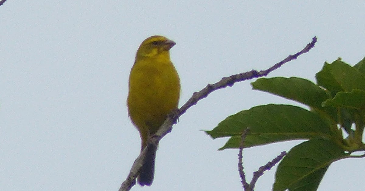 Birding For Pleasure: Malawian Birds