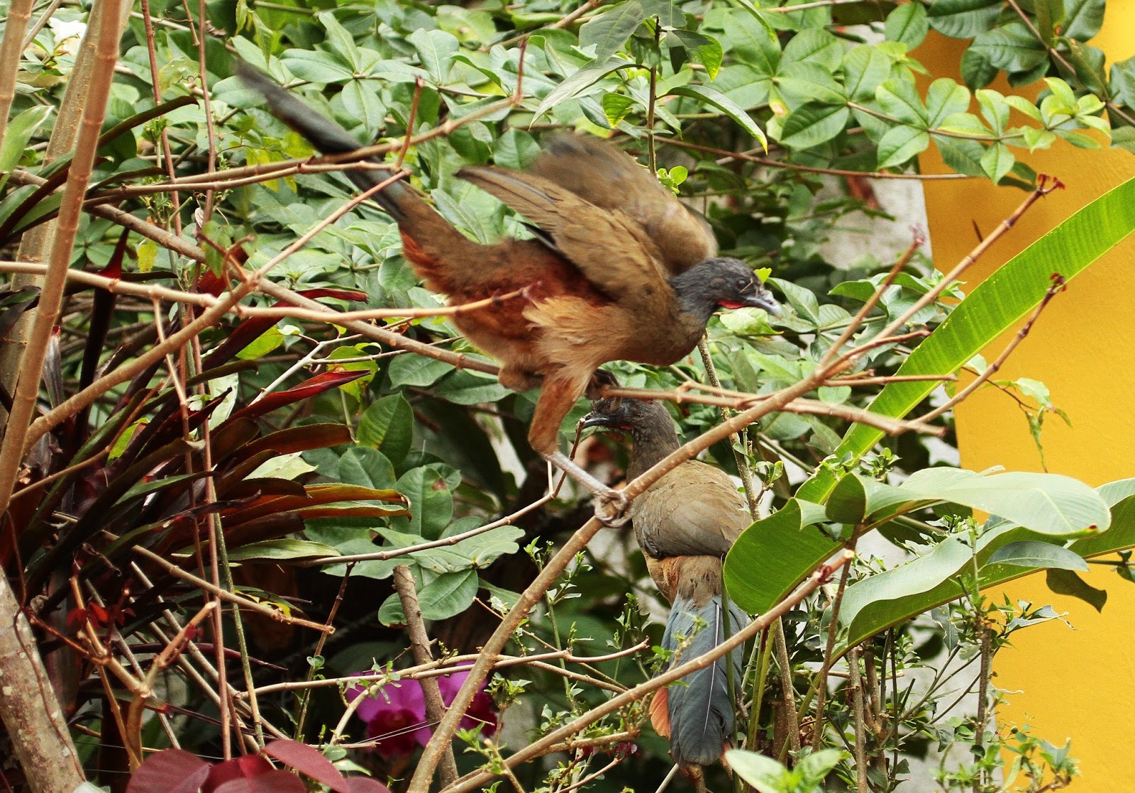 Nuestro bello mundo...: Rufous-vented Chachalaca, Ortalis ruficauda ...