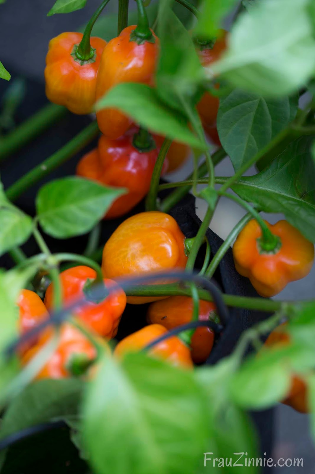 Seven edibles to grow in your 2019 garden | Frau Zinnie