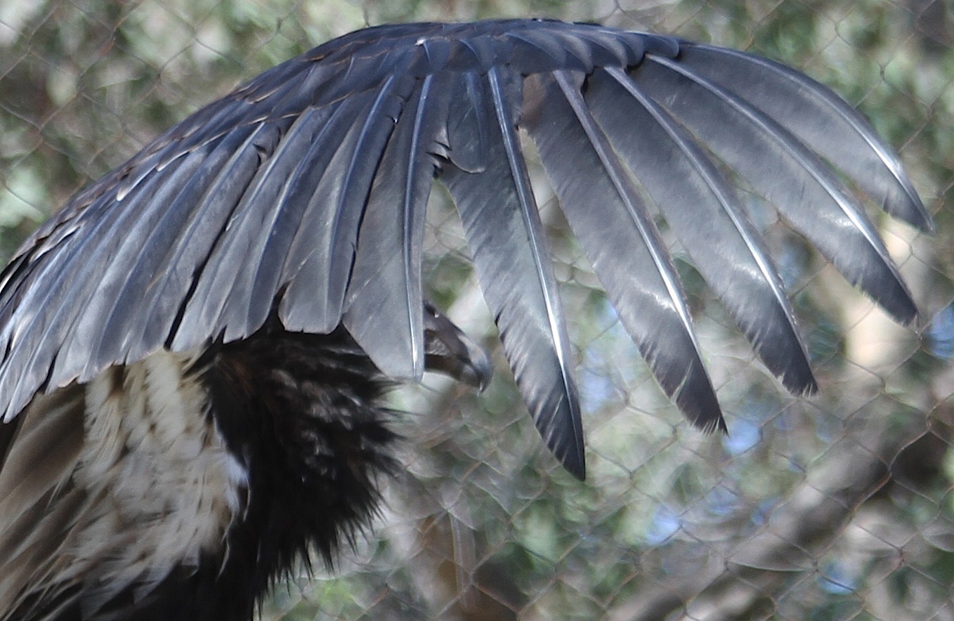 Feathers and Figments: Flight of the Condor