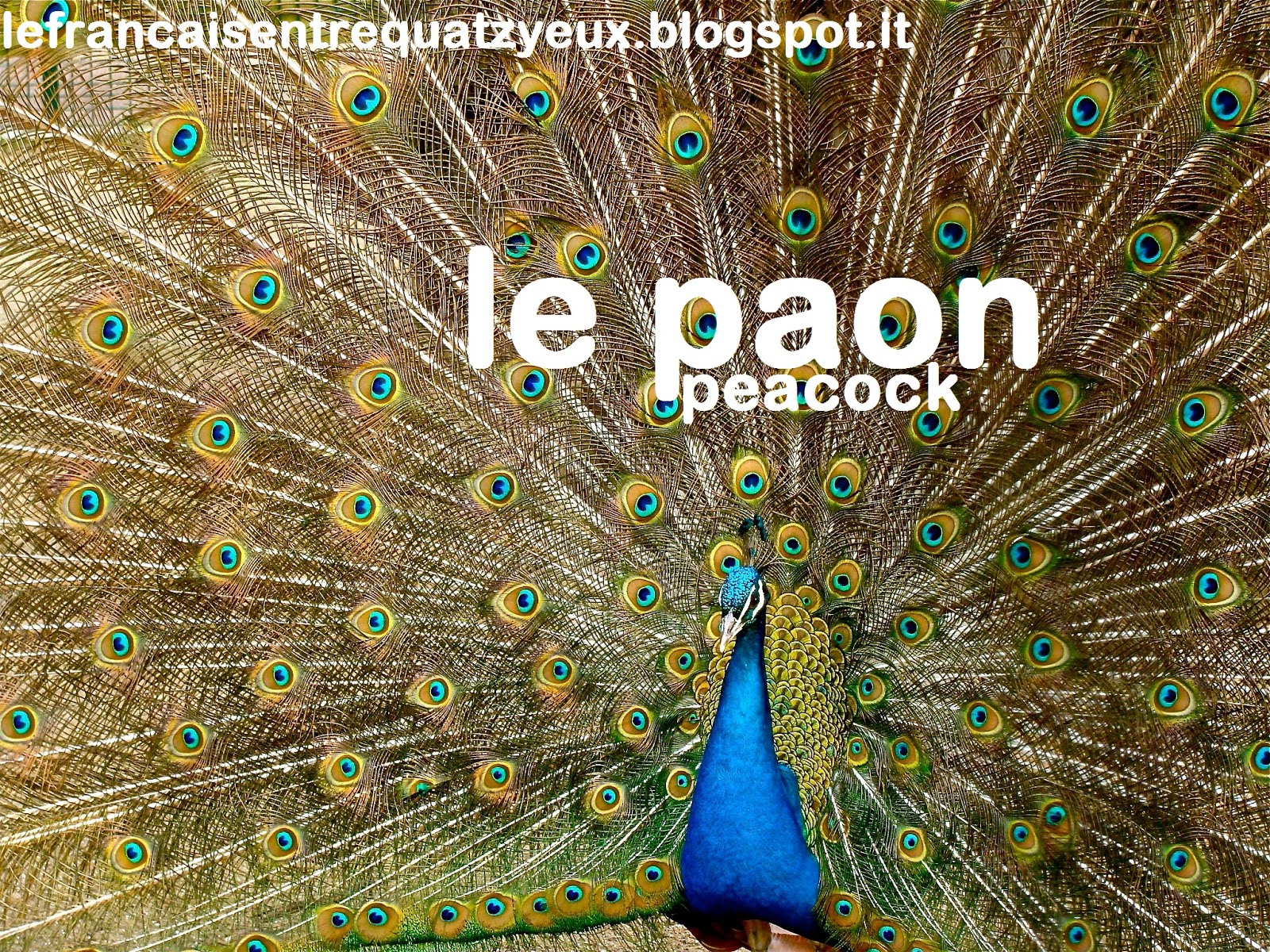 Vocabulaire autour des oiseaux (tous les niveaux) | Le français entre ...