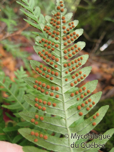 Le Mycoblogue du Québec: SORTIE MYCOLOGIQUE : NOTRE-DAME-DE-LA-MERCI ...