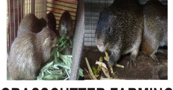 GRASSCUTTER FARMING FOR ALL: COMPLETE GUIDE TO GRASSCUTTER FARMING AND ...