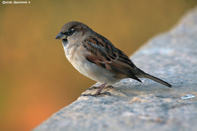 Navarra al natural: Día Mundial del Gorrión 2015