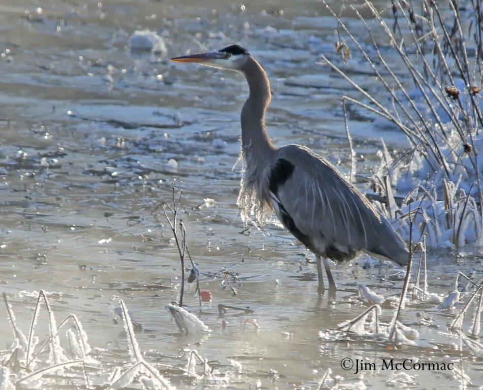 Ohio Birds and Biodiversity: Rete mirabile, or why birds' feet don't freeze