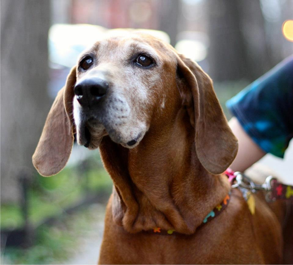 Talking Dogs at For Love of a Dog: Redbone Coonhound Jingle Will Steal ...