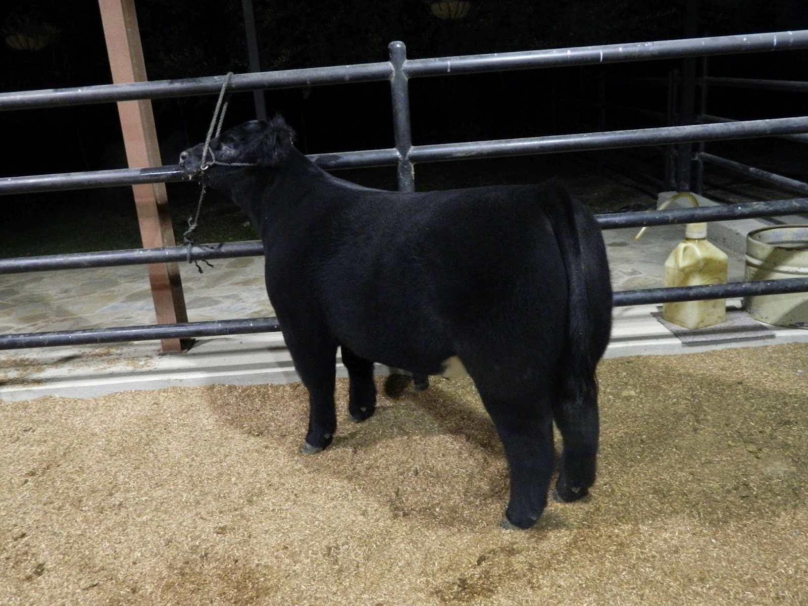 Austin Cattle Company: Man Among boys - Great Steer