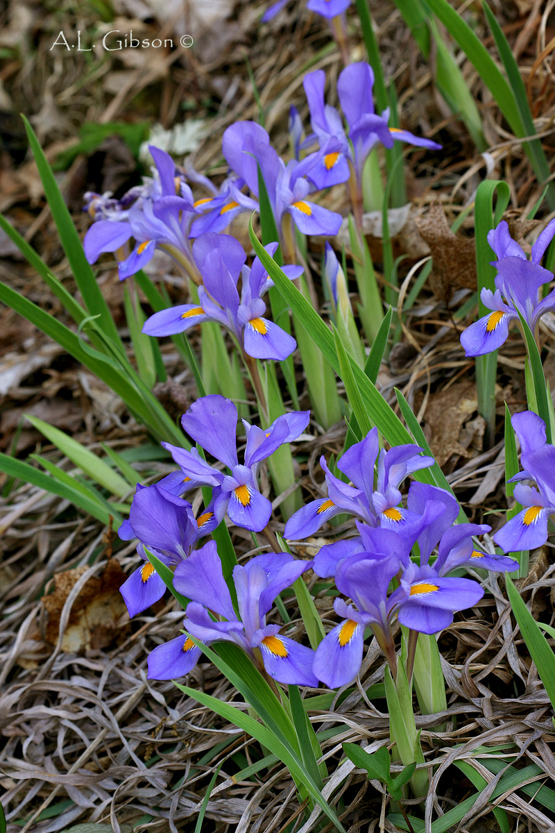 The Buckeye Botanist: The Best of Flora-Quest 2011
