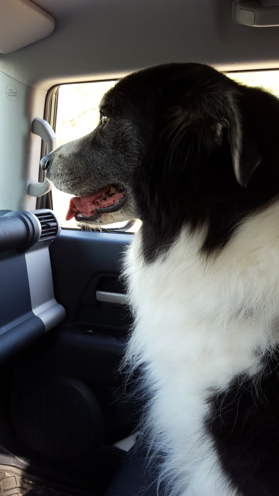 Raising Addie: Lucie - Our Shady Dog