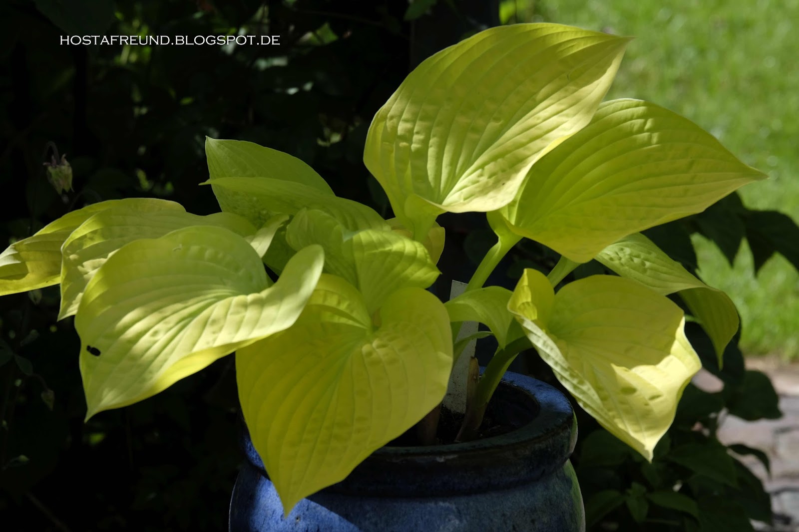 Hosta - Funkie - Meine Funkiensammlung und mein Garten.: Hosta Sea Fire ...