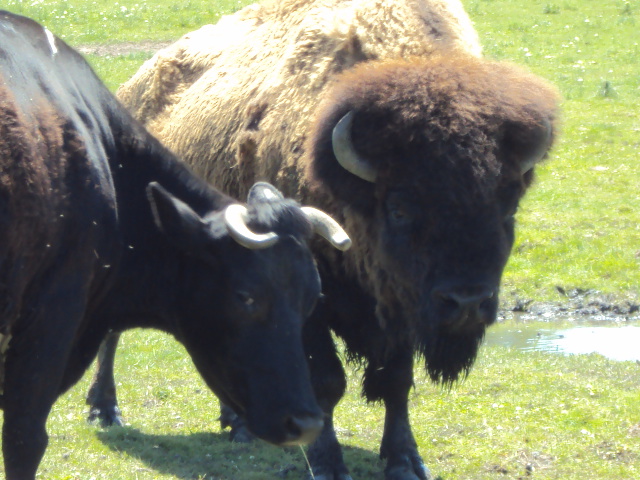 Polish Mama on the Prairie: Wordless Wednesday: Beefalo