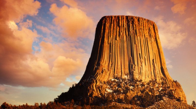 Sueños de un Alma : La teoría de los árboles gigantes que existieron en ...