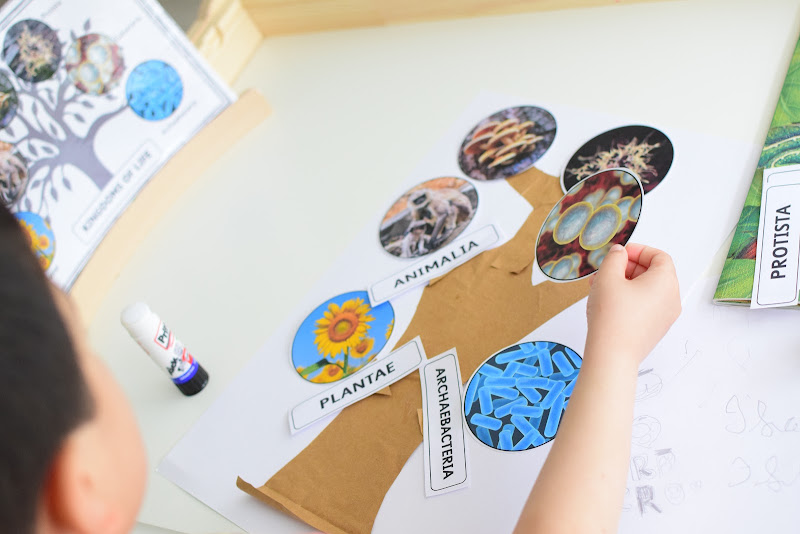 Introducing the 6 Kingdoms of Life | The Pinay Homeschooler