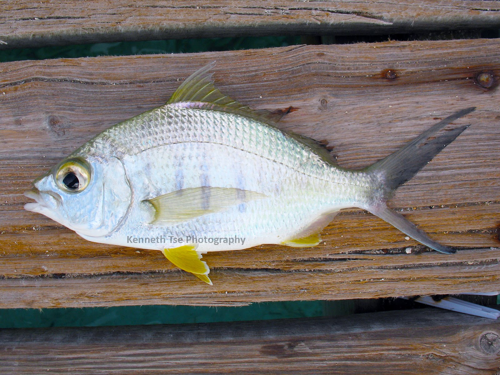 MuskieBait Adventures: Lifelist