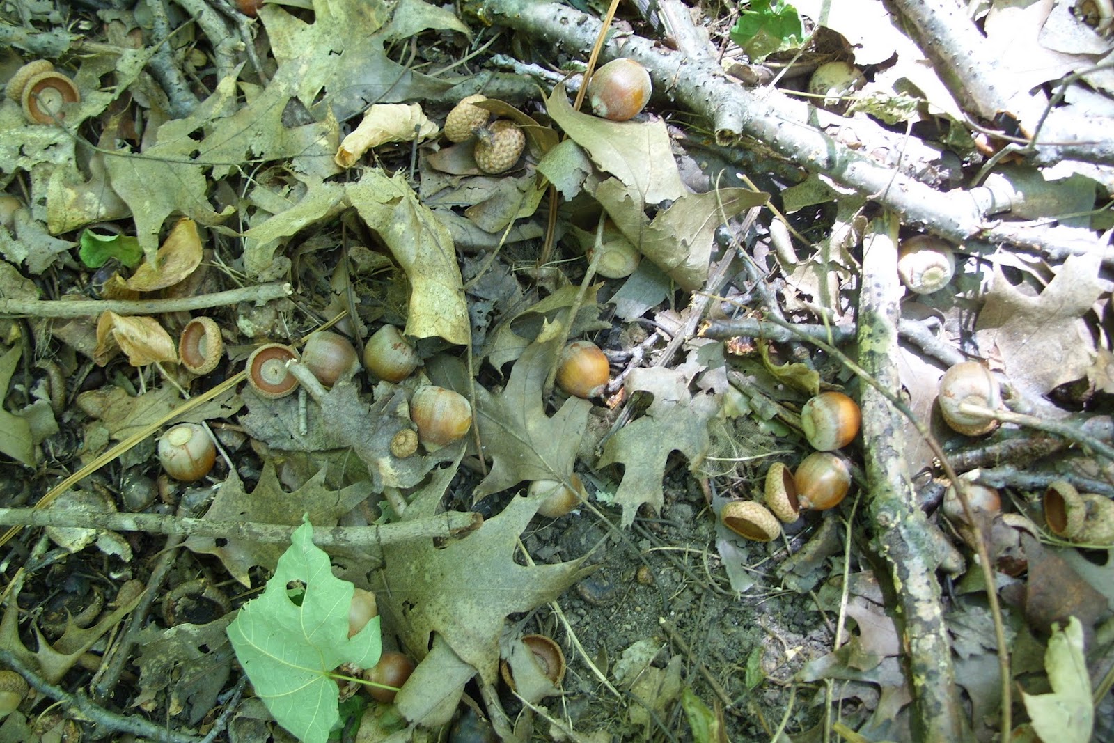 Forest House Farm: Leaching Acorns
