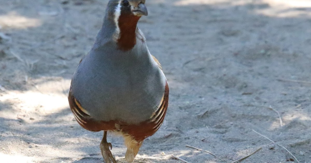 Close Encounters of the Mountain Quail kind - Greg in San Diego