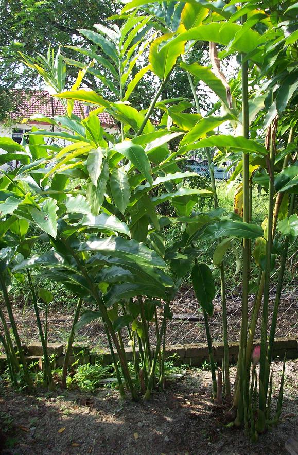 Inspirasi Populer Bunga Laksa