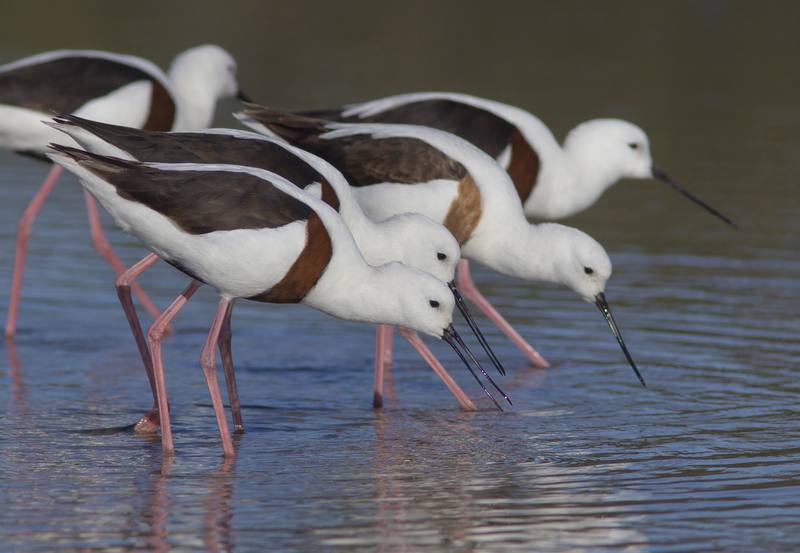 Birds in Tasmania: Togetherness.....Banded Stilt