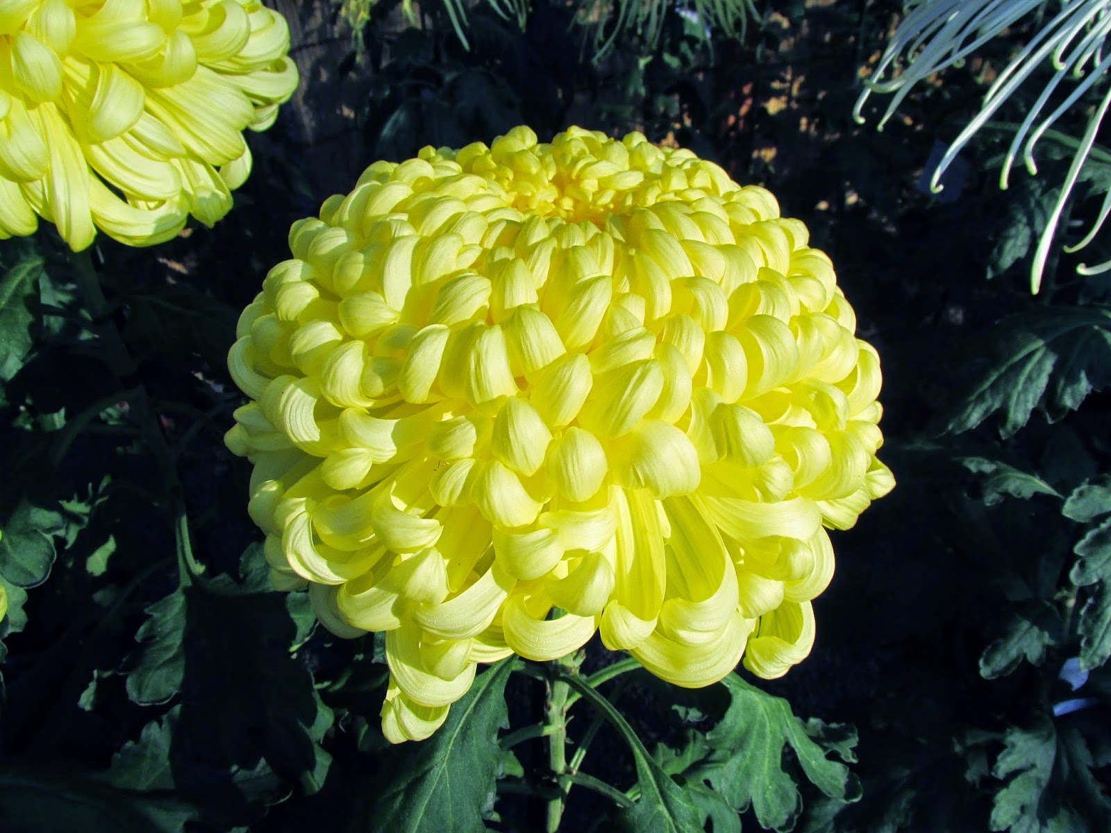 The Travelling Bee: Kiku Matsuri – Japanese Chrysanthemum Flower Festival