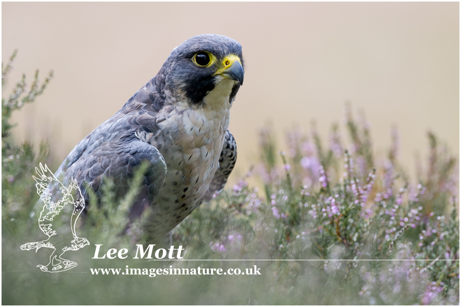 Lee Mott Photography