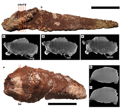 Dinosaur Renaissance: Osteodermos de Titanosaurio de Lo Hueco (II): Su ...