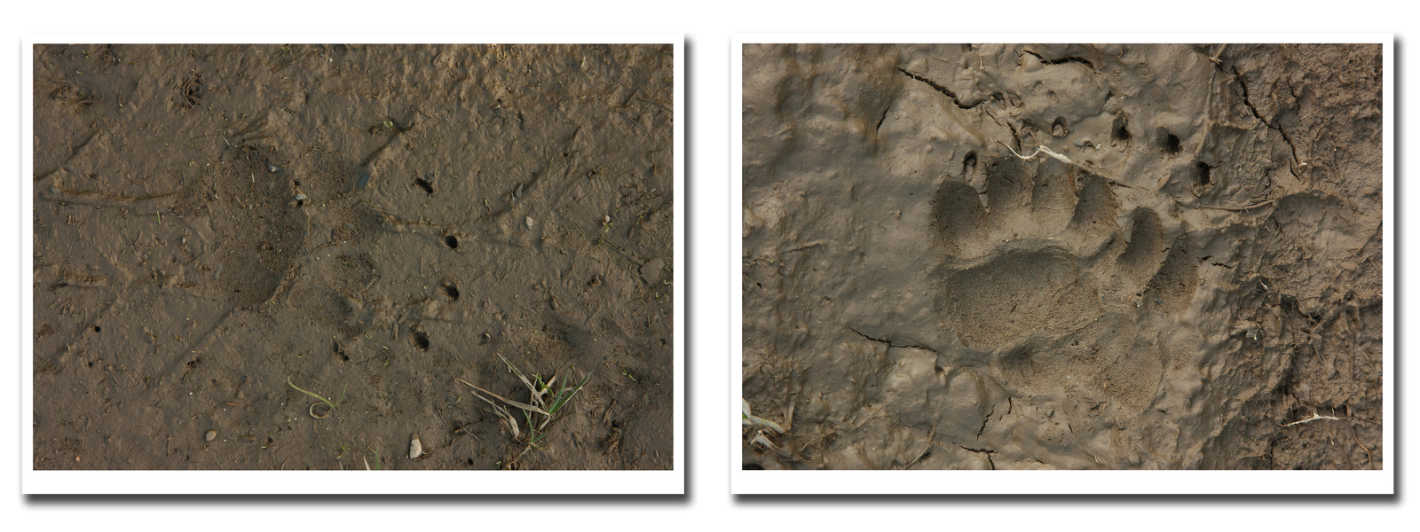 le Regnum de Ursus-Melinae et Cie: juillet 2012