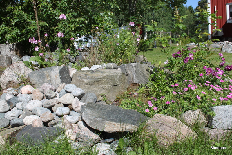 Mosippa: Vår fina blomrabatt