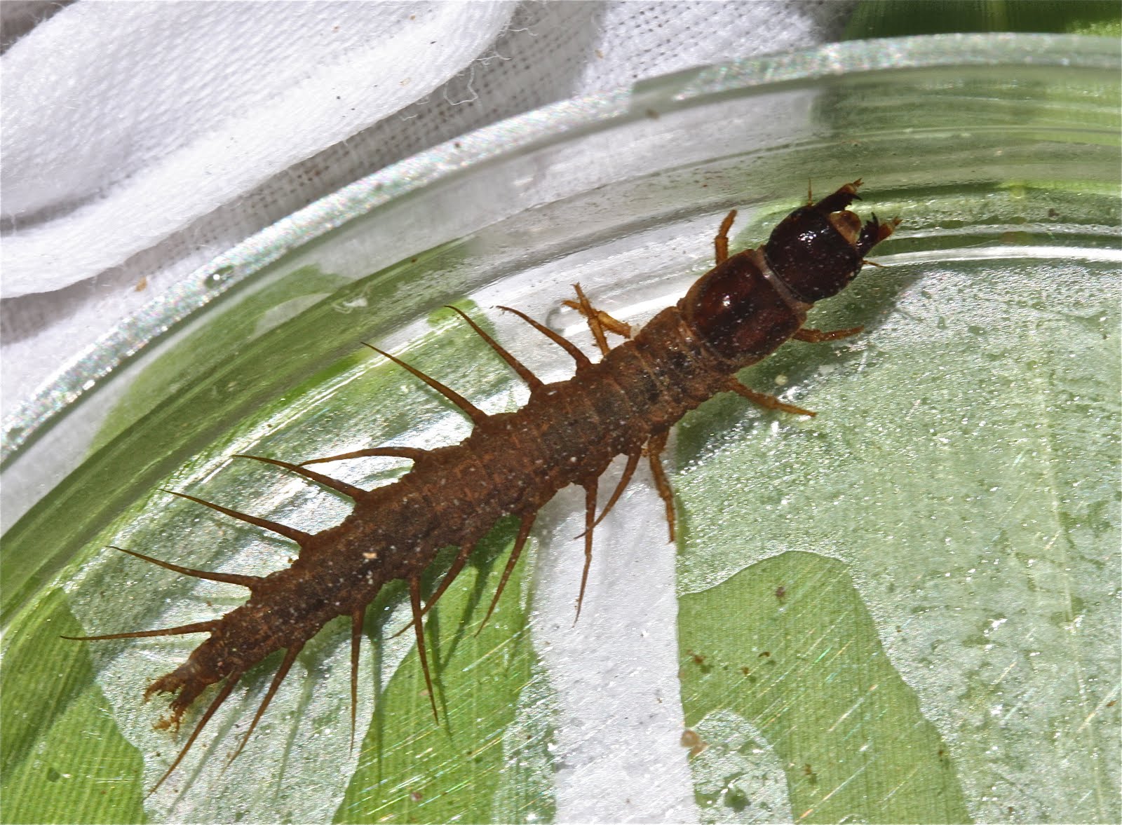 Aquatic Insects of Central Virginia: A Quick Look at Buck Mt. Creek on ...