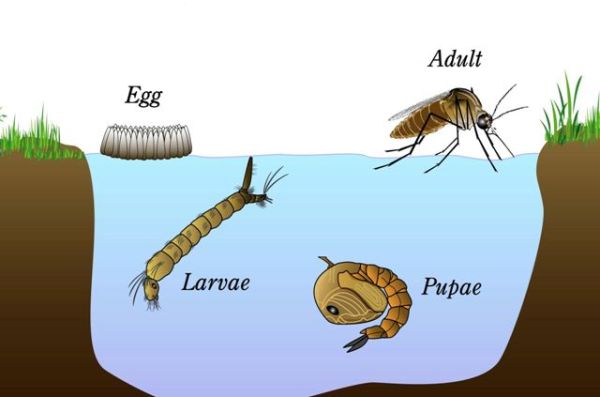 Apa sih Uget-uget itu ?? - BundaEty