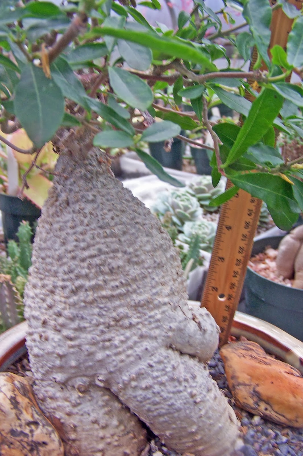 Oregon Cactus Blog: Fockea edulis