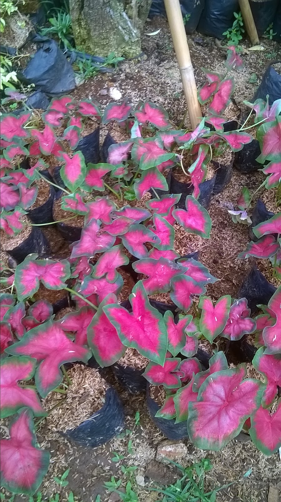 jual pohon keladi hias Florida Red Ruffles | jual pohon keladi merah ...