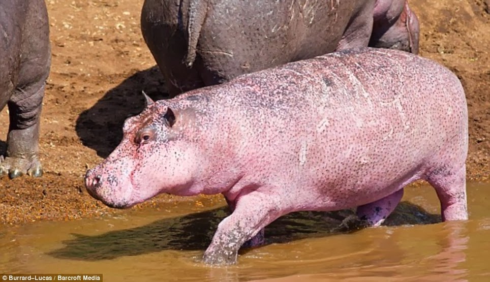 White Wolf : A Rare Pink Hippo is photographed in Africa!