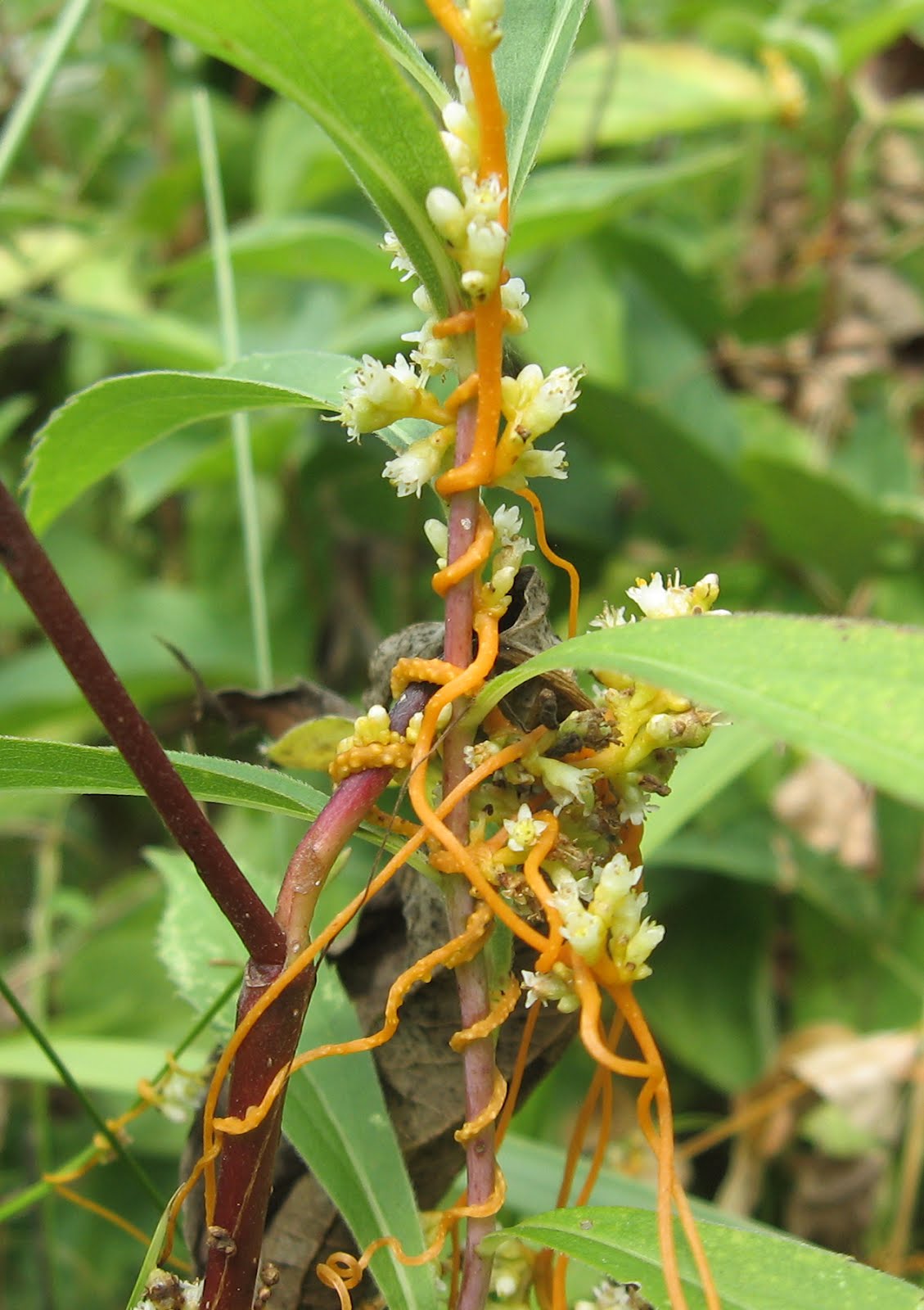 Tangled Web: A Tangled Web of Golden Threads