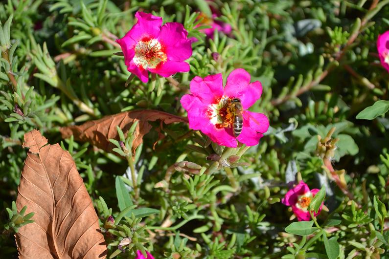 Buchetul miresei: Flori de piatra (Portulaca grandiflora)