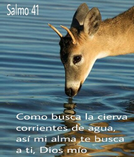 DESEO DE DIOS COMO LA CIERVA SEDIENTA, SALMO 41