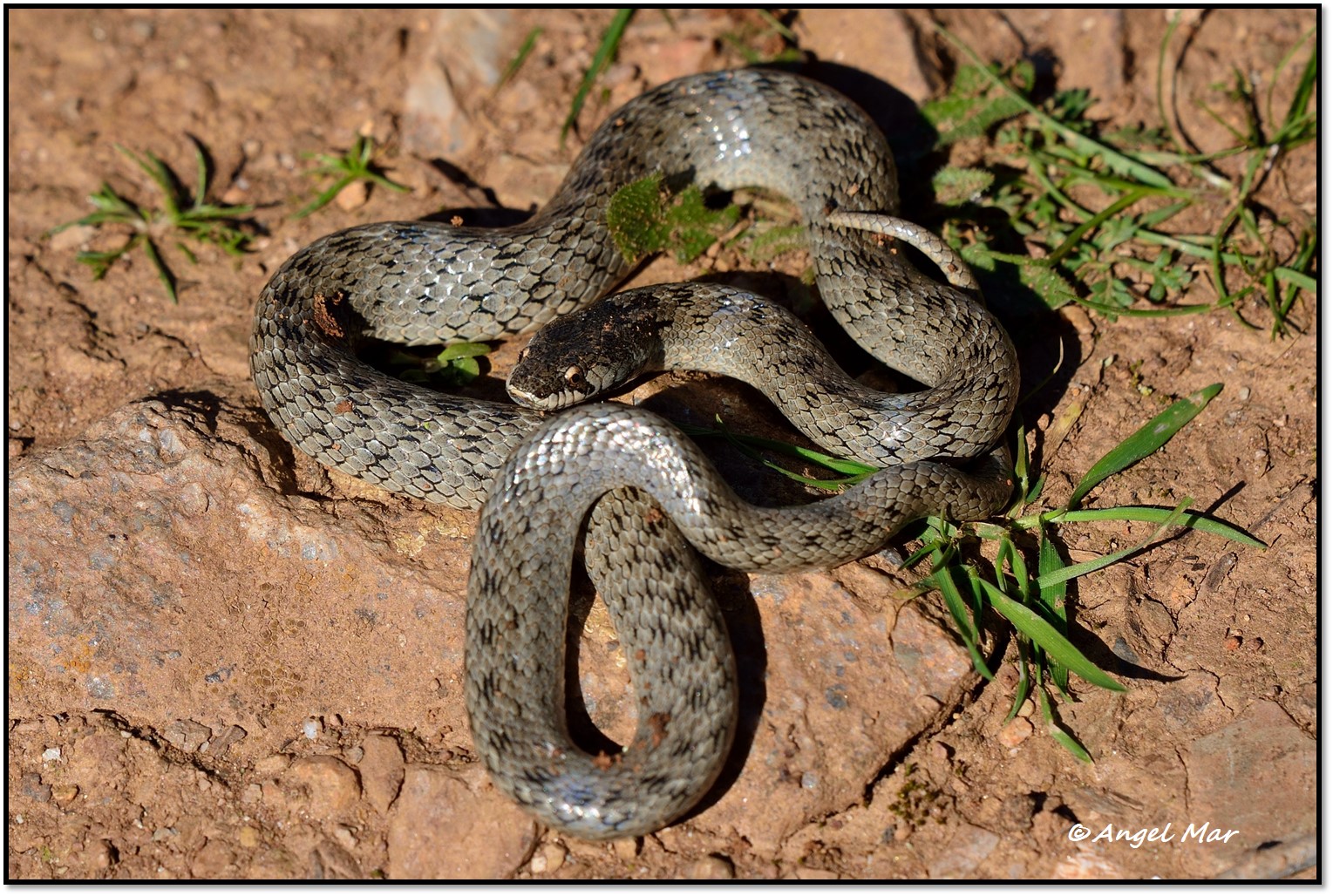 Flores y Bichos ***: Culebra de cogulla occidental (Febrero 2016 ...