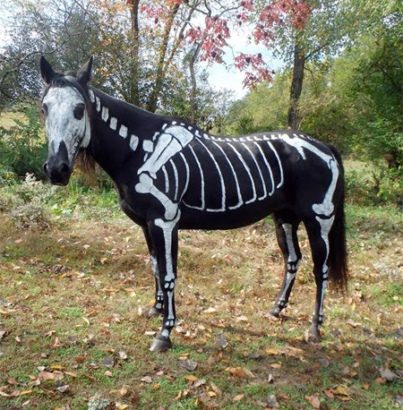 Horse Skeleton Halloween Costume | Inspiring Design - S7eep