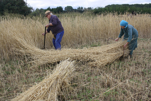 Avantales: La siega (1)