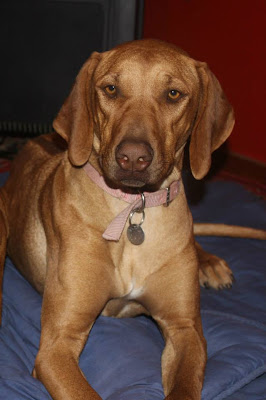 MR Ridgebacks: Our Ridgeback Family