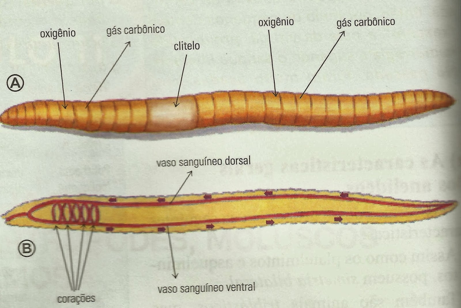 Segundo Ano Biologia: Anelídeos