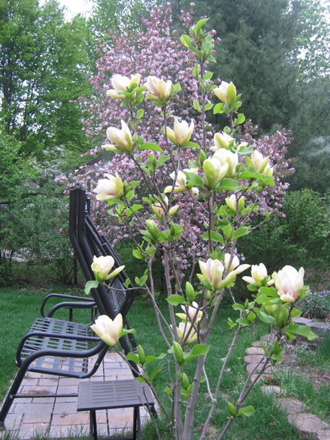Anja's life in Canada: Magnolia Sunsation