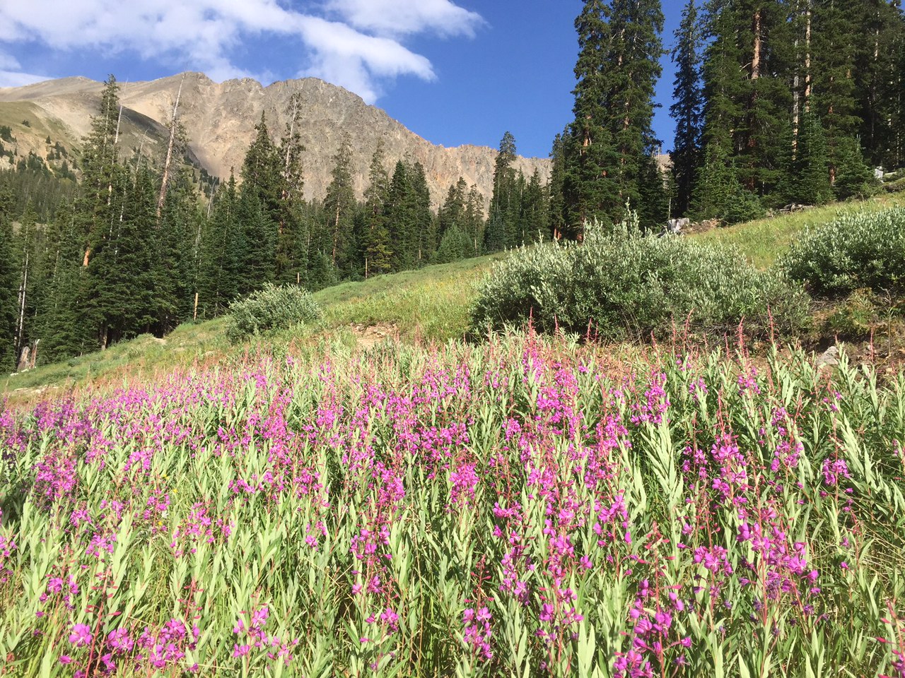 Al's Blog: Fireweed