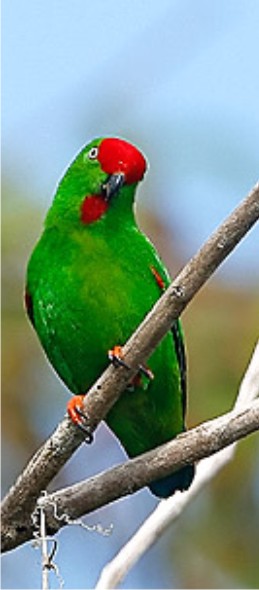 Malay Hanging Parrot | Burung Serindit: Jenis Burung Serindit