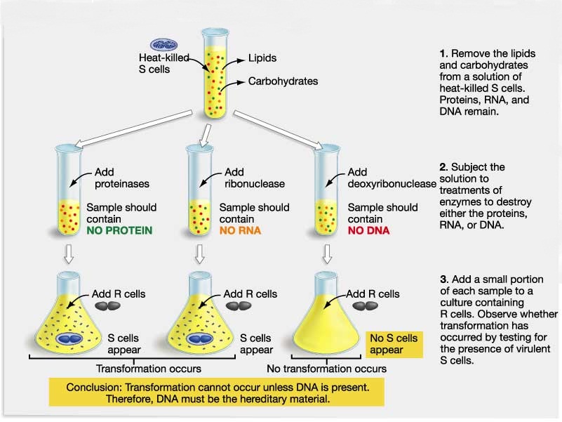 How It Was Proved That Deoxyribonucleic Acid (DNA) Is The Heredity ...