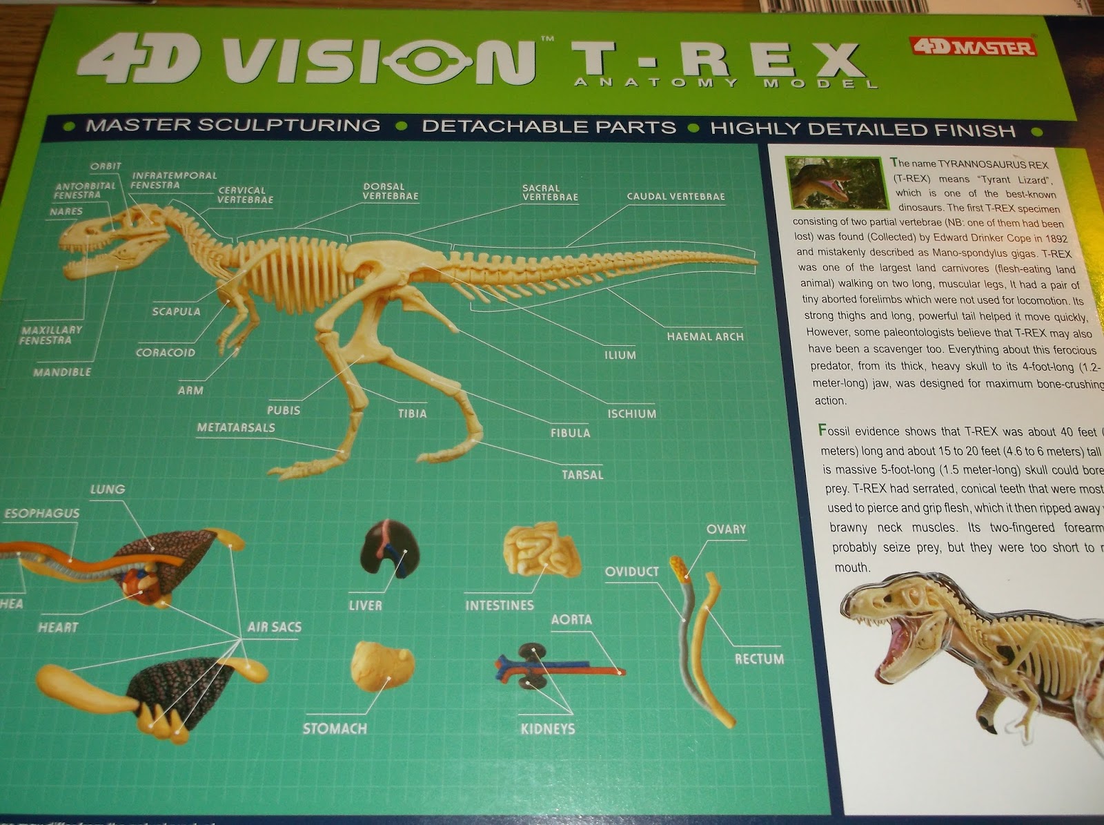 Missy's Product Reviews : 4D Vision T-Rex Anatomy Holiday Gift Guide 2015