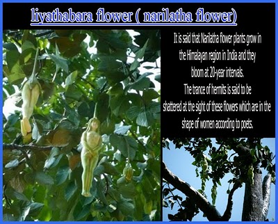 THE POST BAR: Narilatha flower